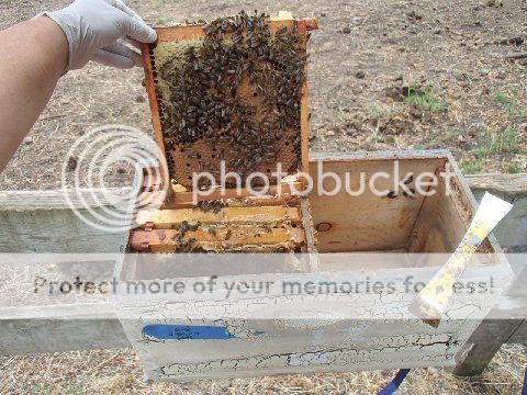nuc stands | Beesource Beekeeping Forums